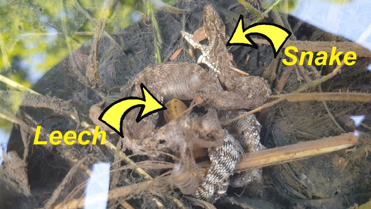 A Leech Eats A Dead Snake Youtube