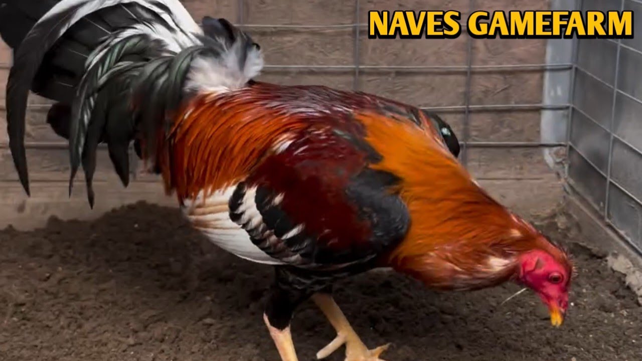 Larry Romero Albany Rick Besll Hatch Grey Naves Farm Youtube