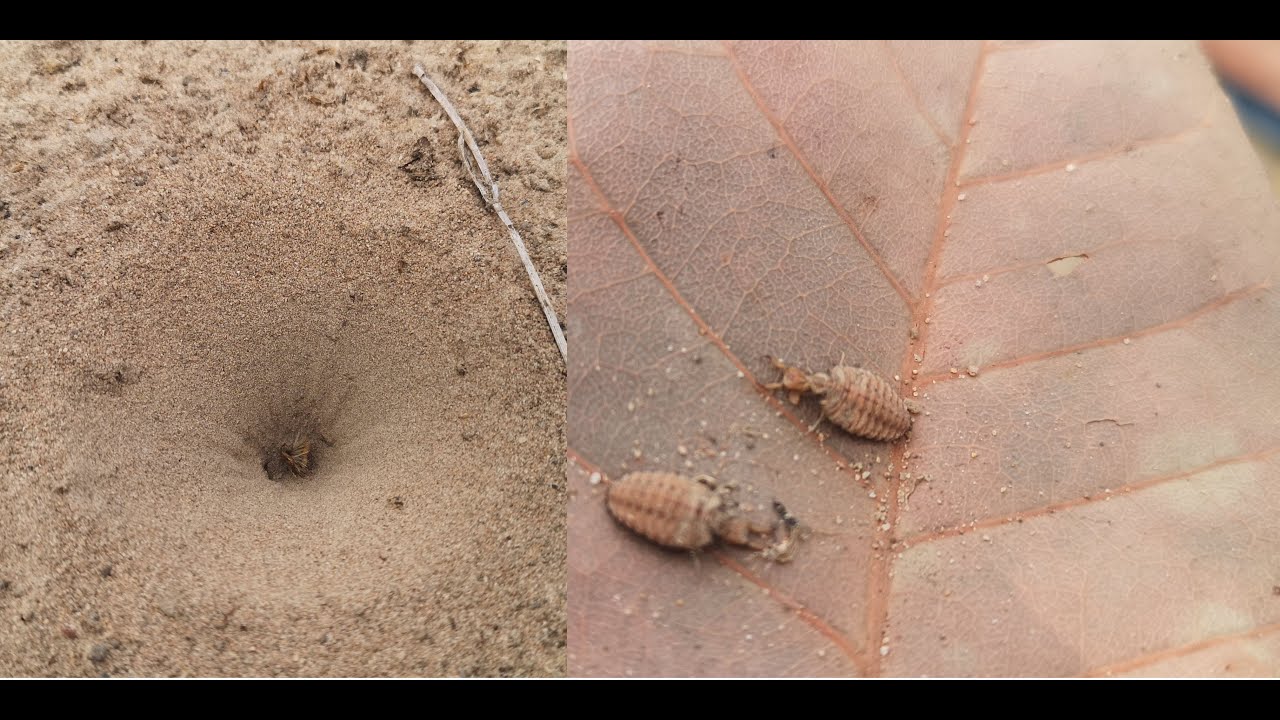 Play Insect From Soil Insect Hole Rang Goe Life Youtube