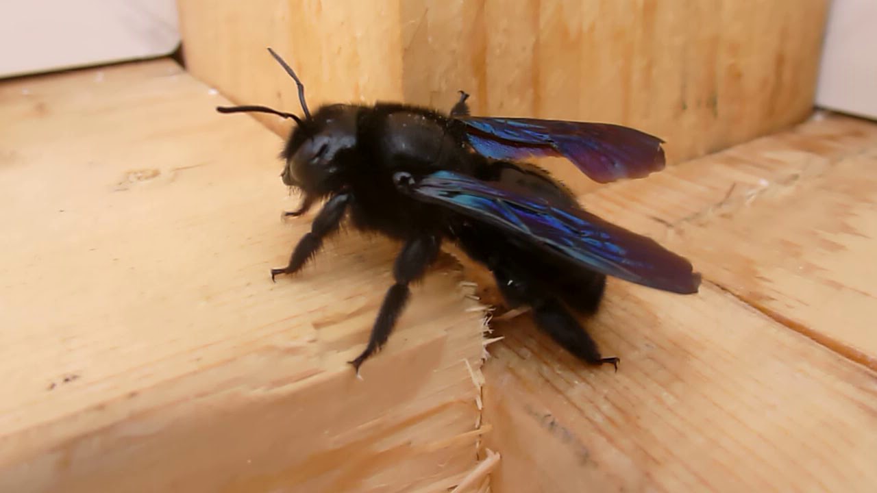 Big Black Bee Youtube