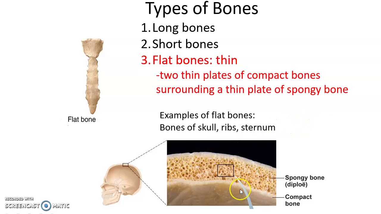 Human Anatomy Chapter 6 Bones And Skeletal Tissues Part 1 Youtube