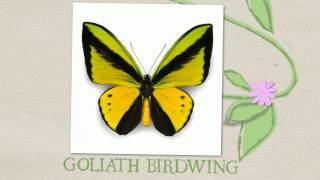 Spring Into Bug Art With Christopher Marley Prairieedgetrading Mp3 ...