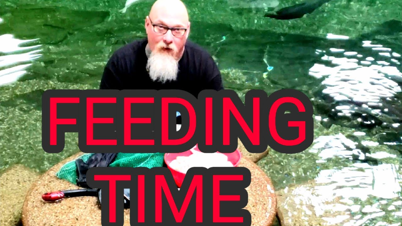 Monster Feeding Youtube