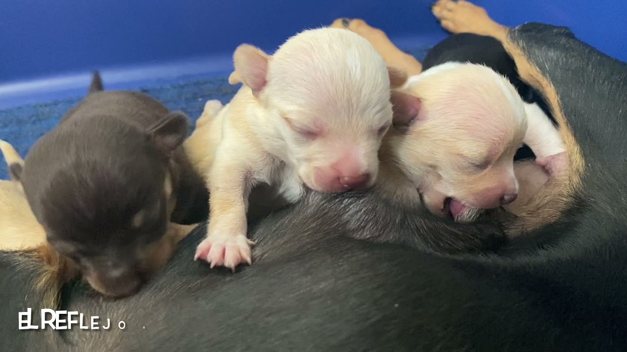 Como Cuidar A Un Cachorro Chihuahua De 6 Semanas