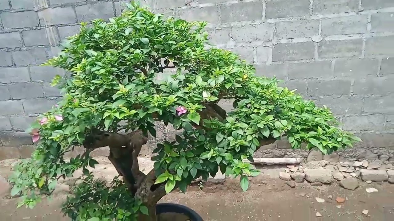 Bonsai Bougenville Youtube