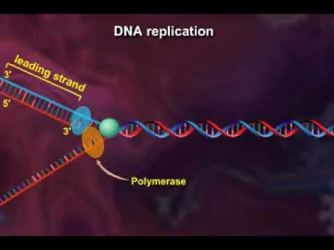 Hd Animation Dna Replication Cbse Class 12 Neet Molecular Basis