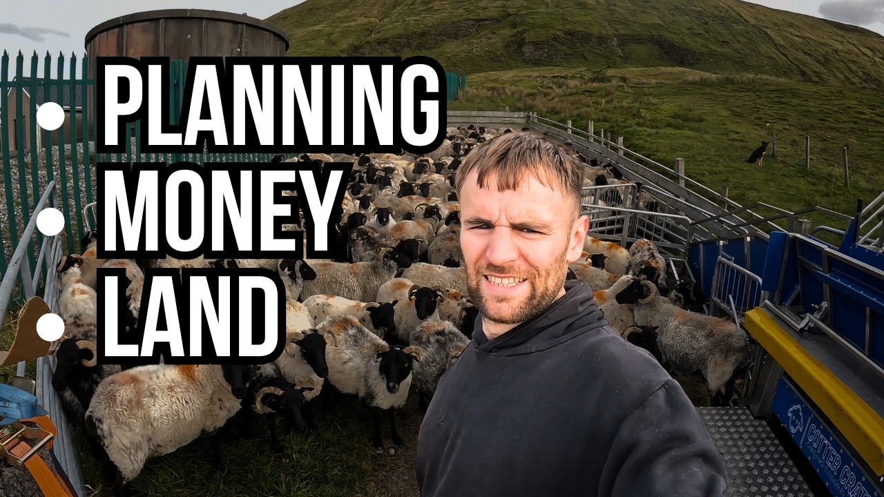 Sheep Farming For Beginners 2025 Youtube