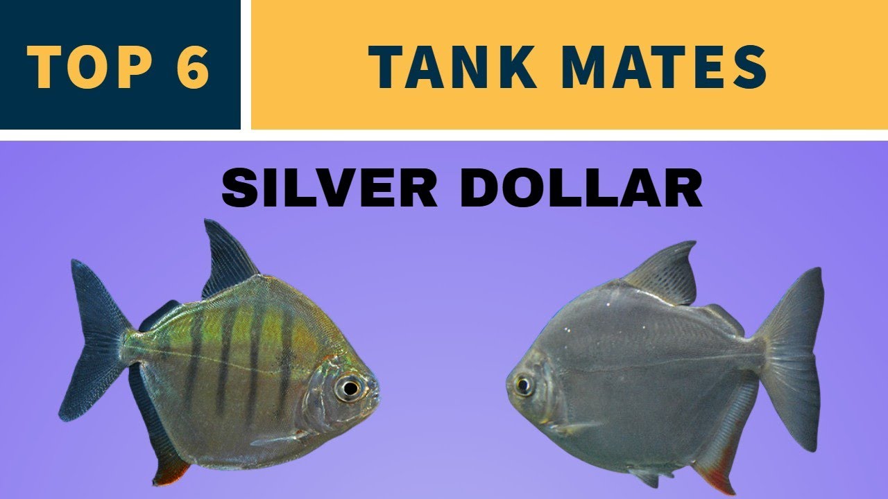 Silver Dollars Fish Tank Mates