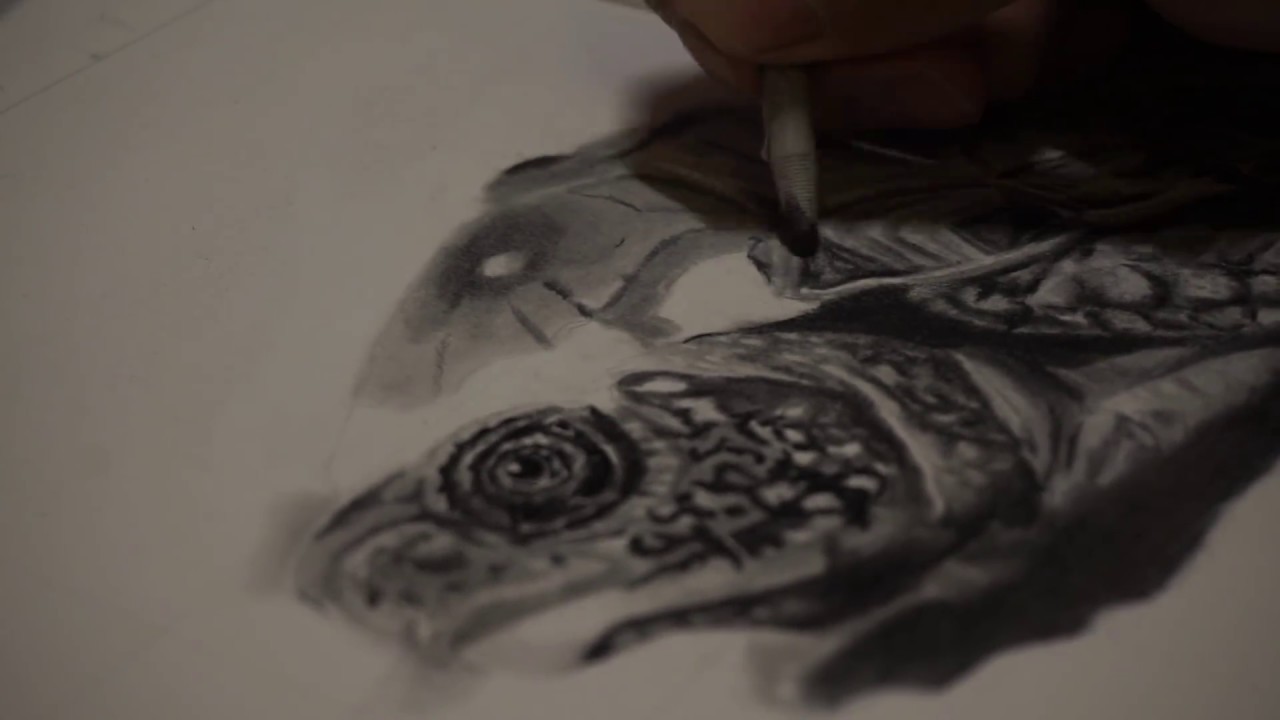 Turtle Drawing Time Lapse Youtube