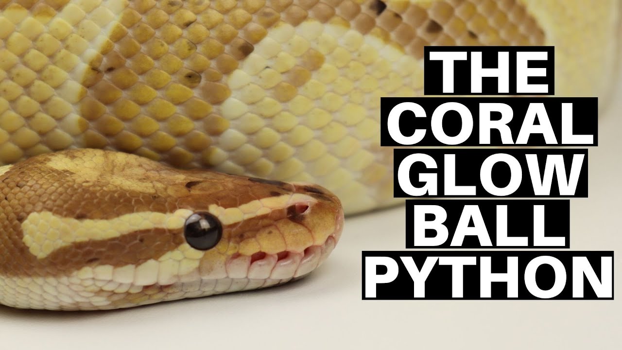 Morph Guide 6 The Coral Glow Ball Python Benjamin S Exotics Youtube
