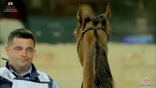 N 114 Shamekh Al Basheer Kuwait Breeders Cup 2020 Yearling Colts Class ...