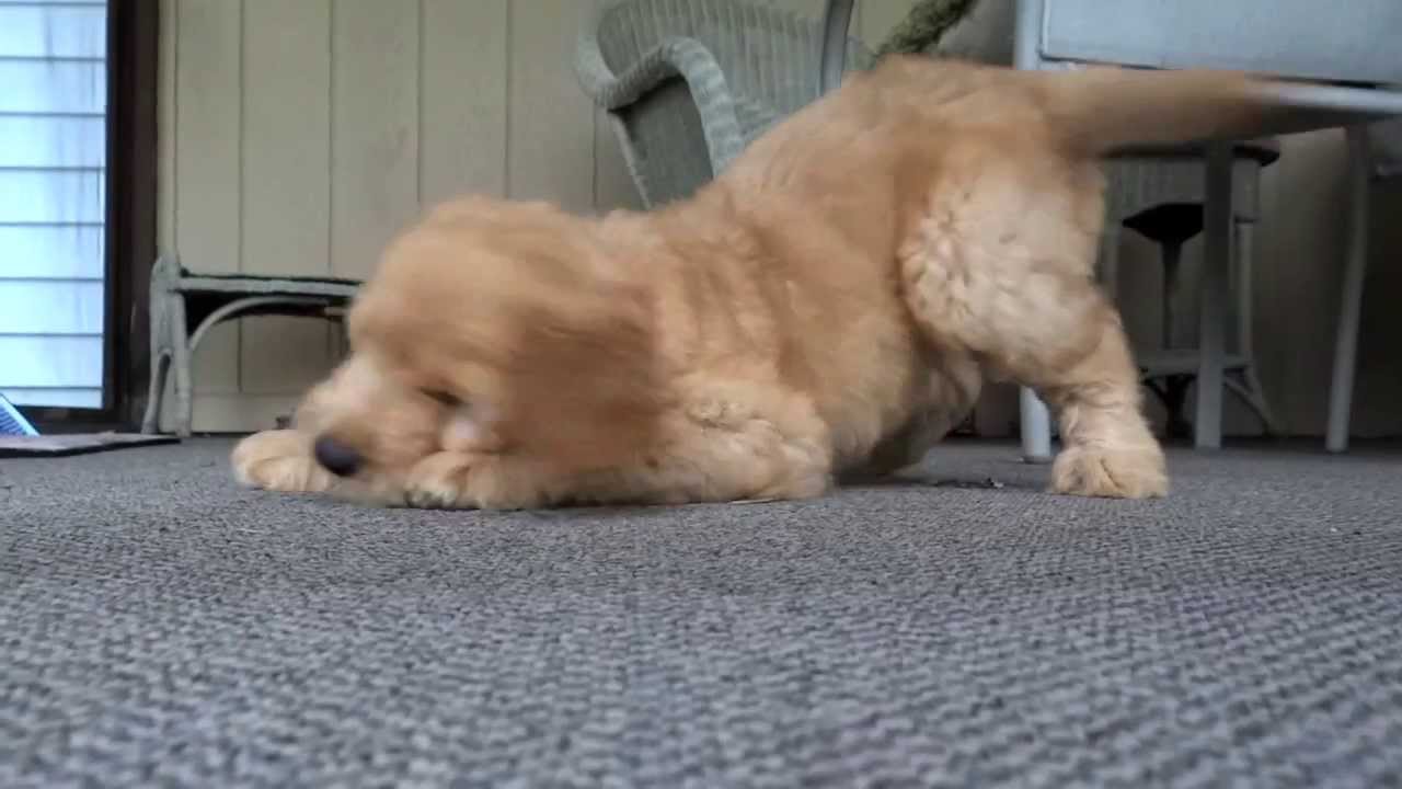 Our Goldendoodle Puppy Youtube