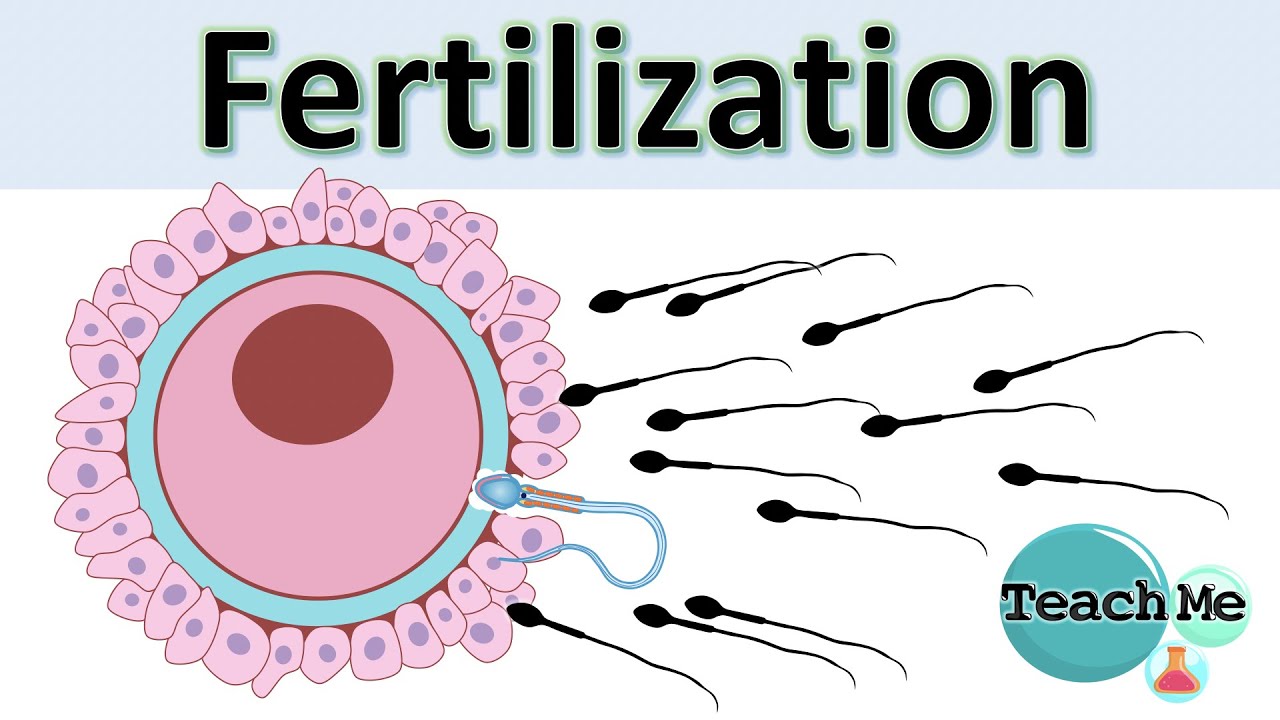 Fertilisation Youtube