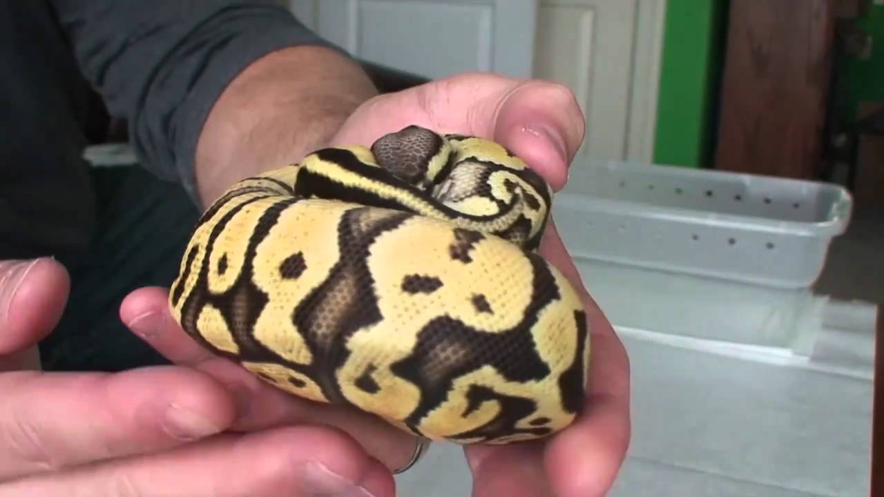 Ball Python Unboxing 3 Youtube