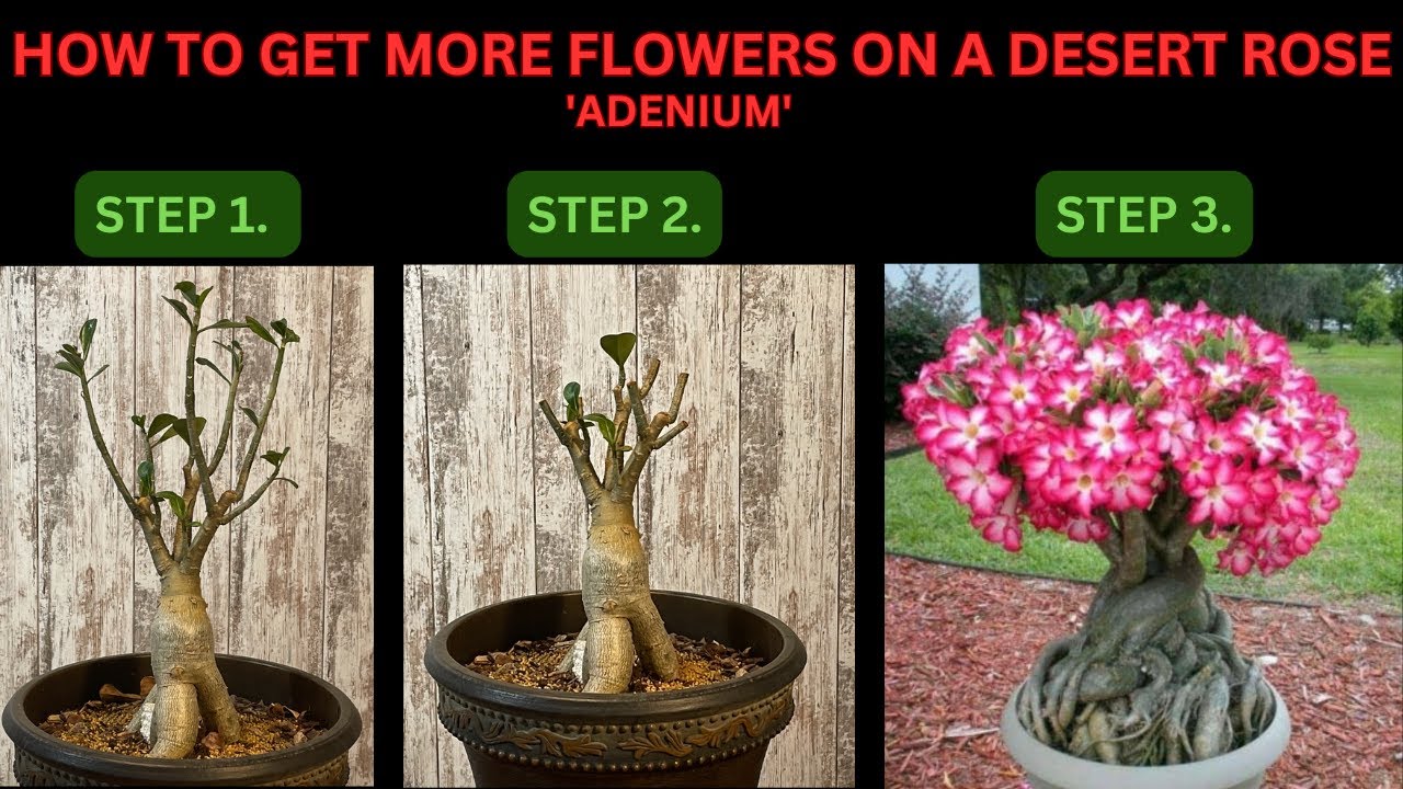 How To Prune A Desert Rose To Get More Flowers Adenium Youtube