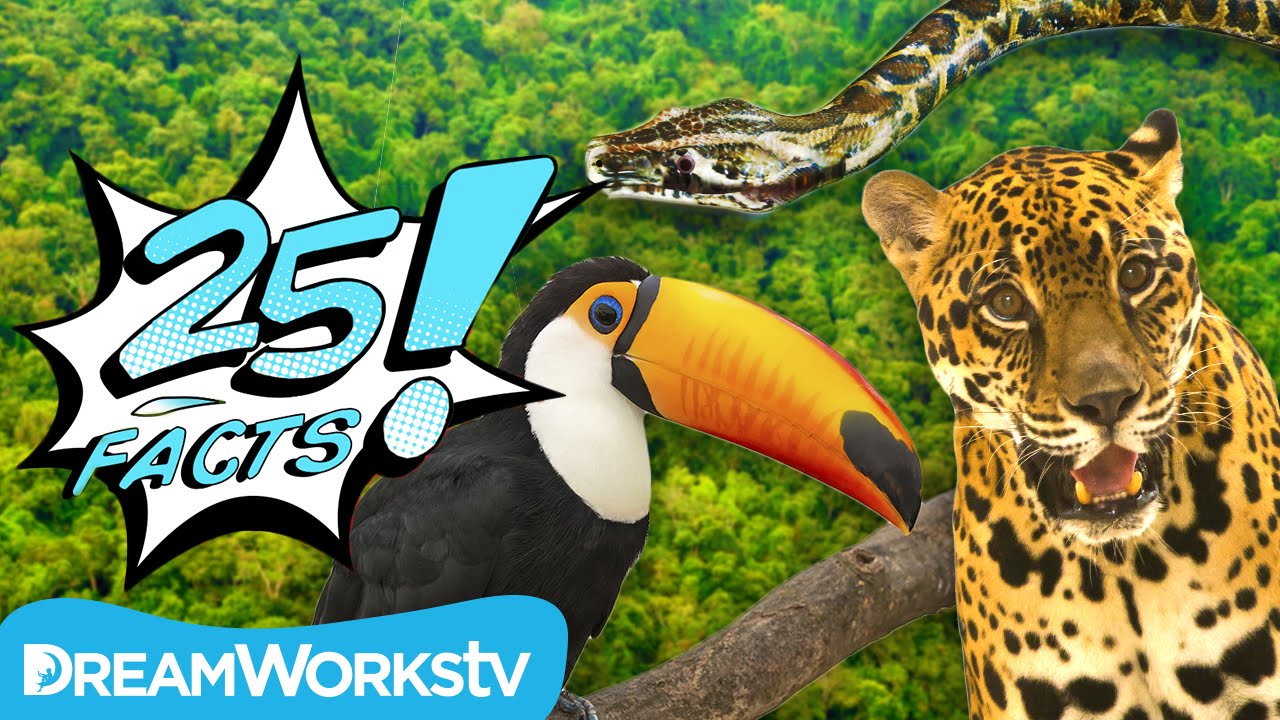 25 Facts About The Amazon Rainforest 25 Facts Youtube