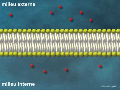 Diffusion Simple Youtube