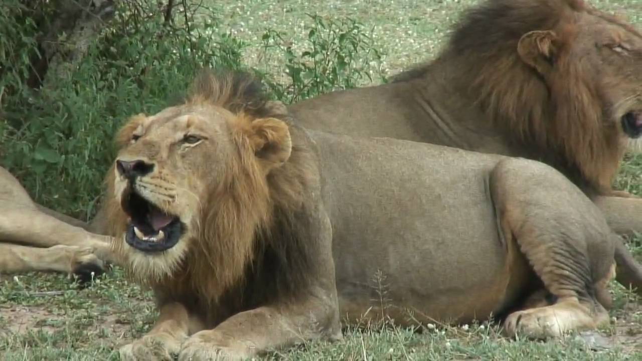 4 Roaring Male Lions Mp4 Youtube