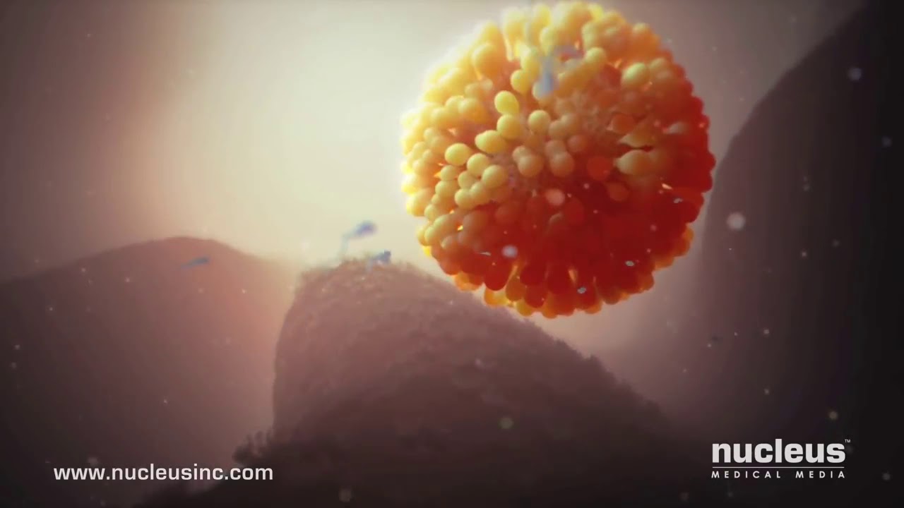 Fertilization Youtube