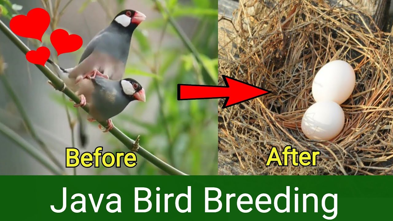 Java Bird Breeding Tips Housepetscare
