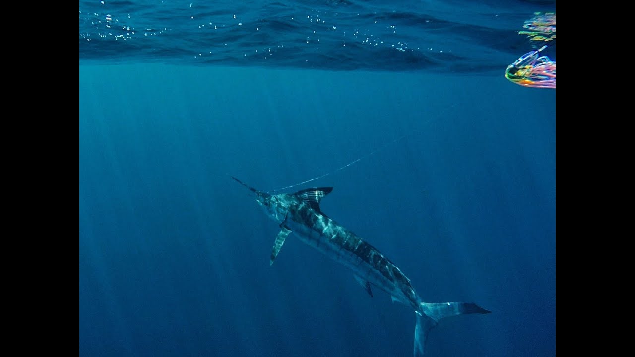 Kawhia Marlin Hunt Youtube