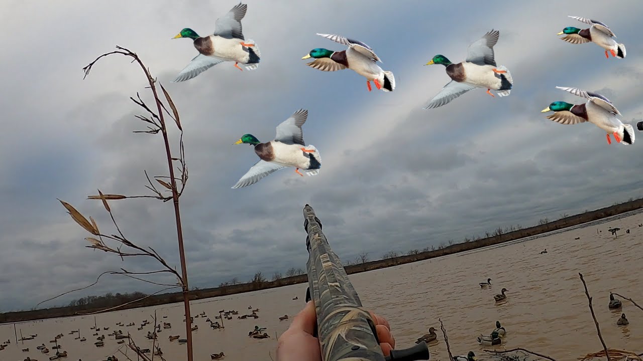 Duck Hunting Arkansas Mallards And Pintails Youtube