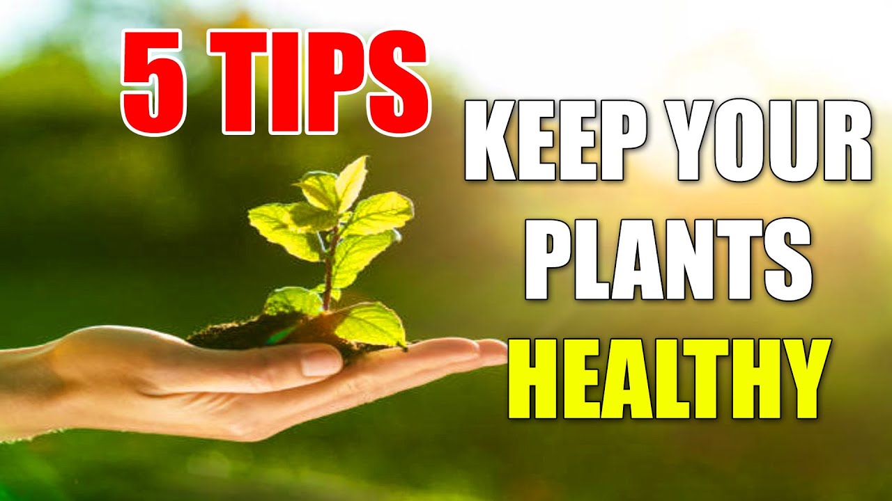 5 Expert Tips To Ensure Your Plants Stay Happy And Healthy Youtube
