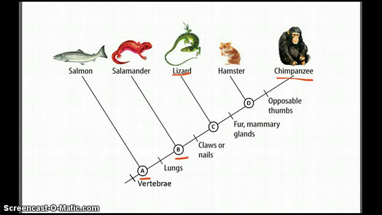 Cladograms Betterlesson Youtube