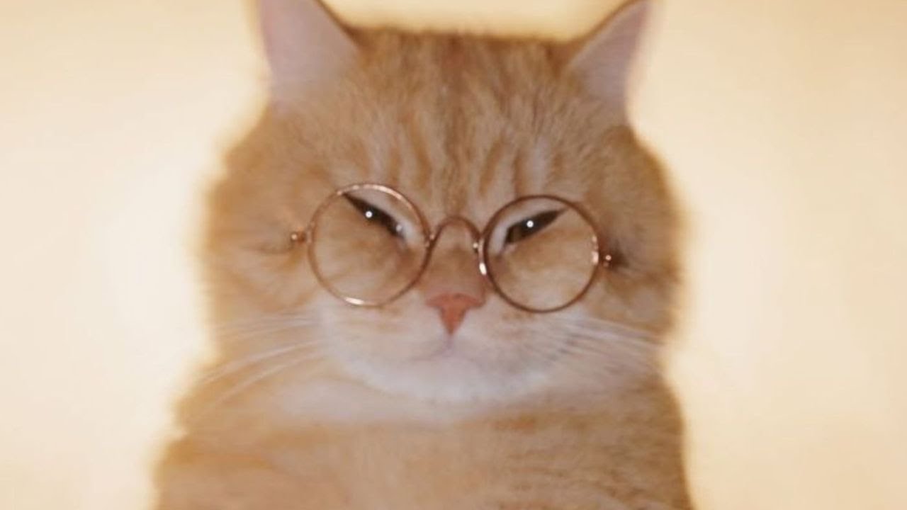 Montagem Miau Miau Lenar 歌词 音乐视频和音乐会