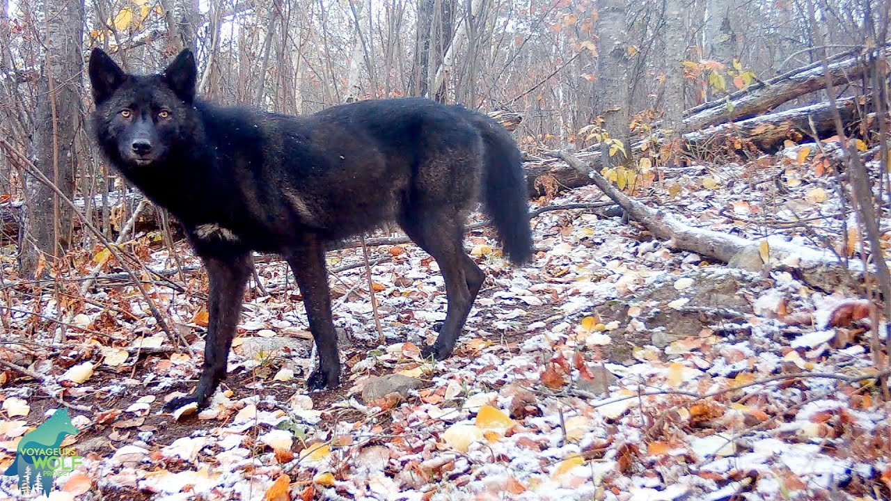 Stunning Footage Of A Black Wolf In Northern Minnesota Youtube