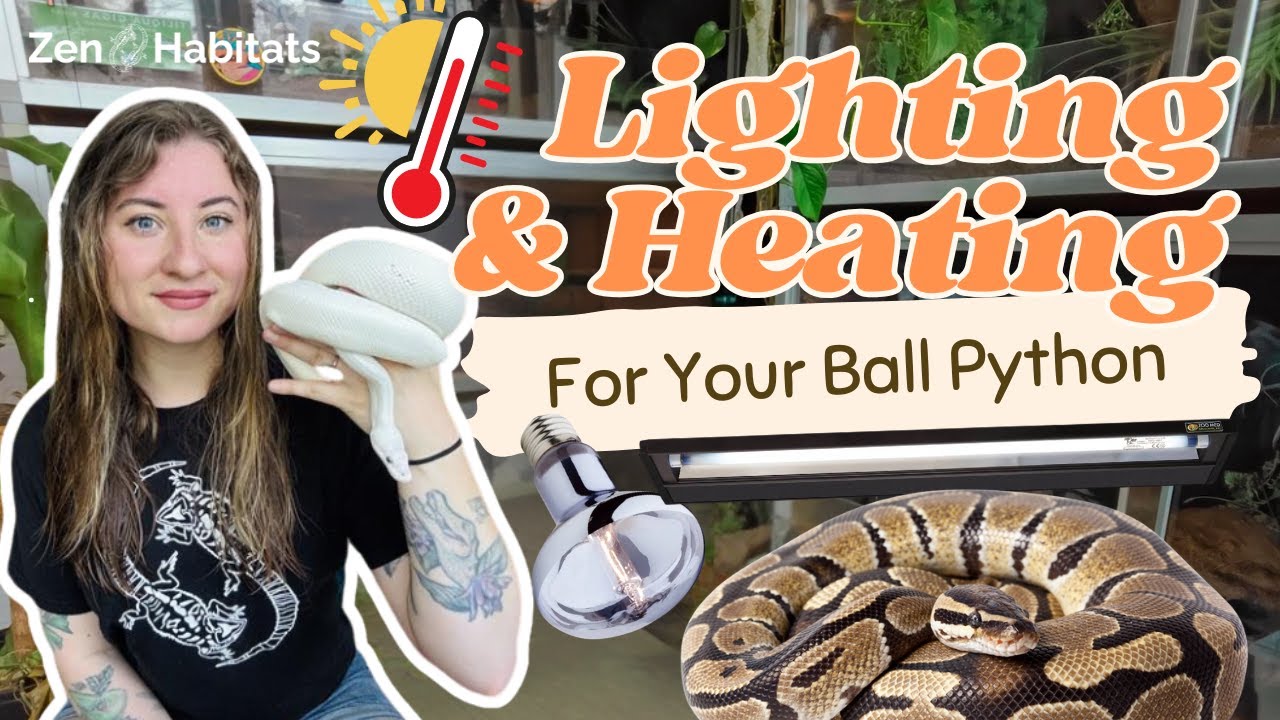 Ball Python Lighting Heating Guide Proper Setup Temps Uvb Youtube