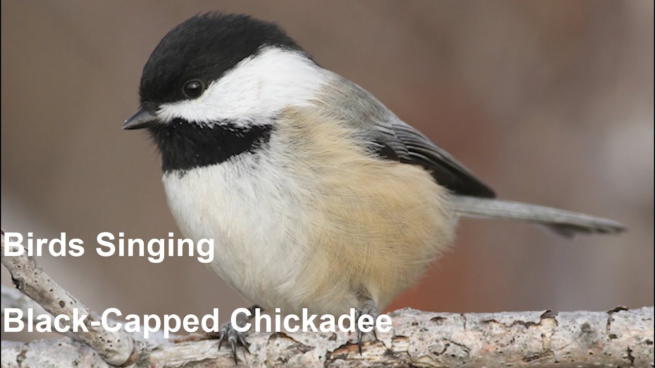Birds Singing Black Capped Chickadee Sounds Of Nature Youtube