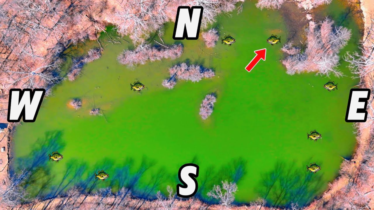 Spring Bass Fishing In Ponds Youtube