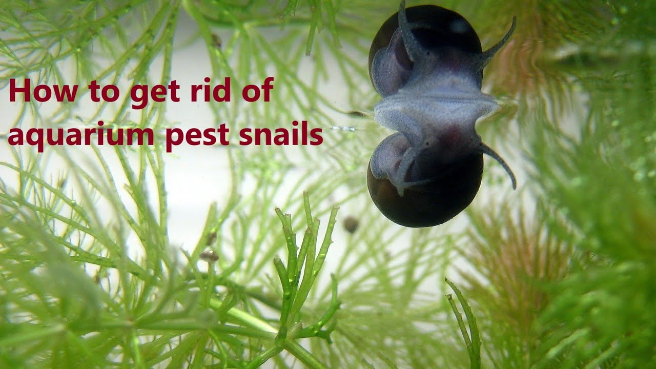 How To Get Rid Of Pest Aquarium Snails At Leo Dartnell Blog