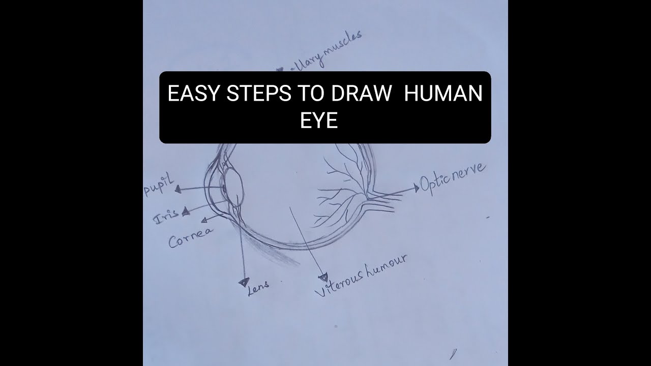 Easy Steps To Draw Human Eye Youtube