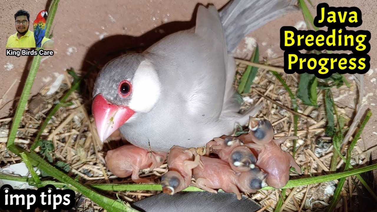 Java Sparrow Breeding Progress And Important Issues Discuss Java