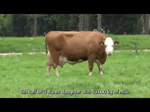 Fleckvieh Easy Milking And Longevity Youtube