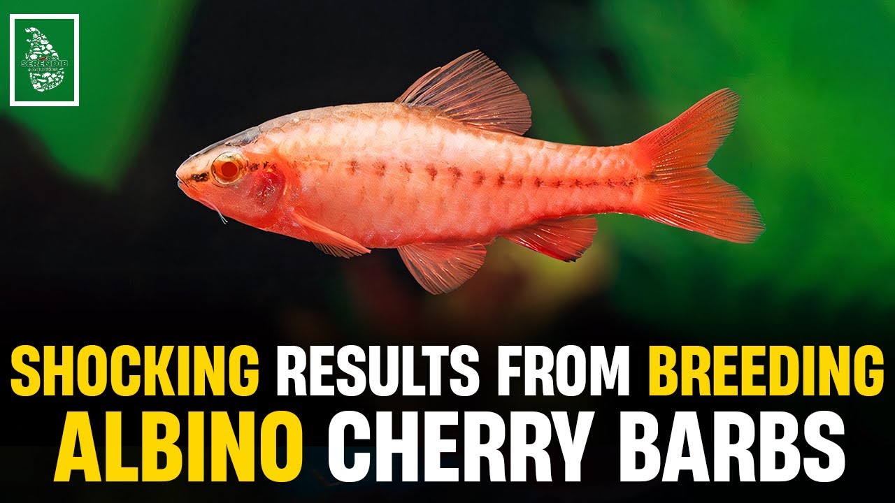 Shocking Results From Breeding Albino Red Cherry Barb Youtube
