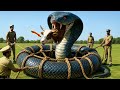 Heroic Rescue Team Saves Innocent Cow From Giant King Cobra Attack ...