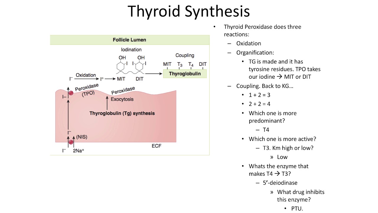 Usmle Step 1 Thyroid Physiology Youtube