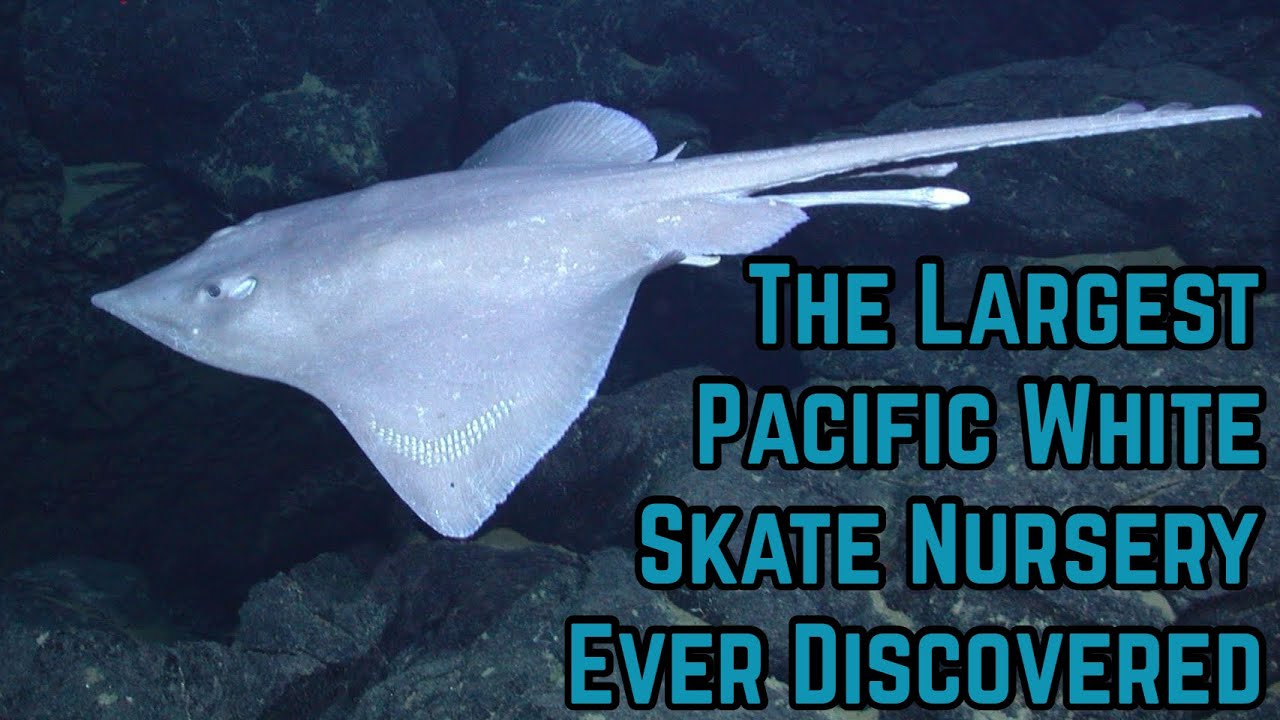 The Largest Pacific White Skate Nursery Ever Discovered Youtube