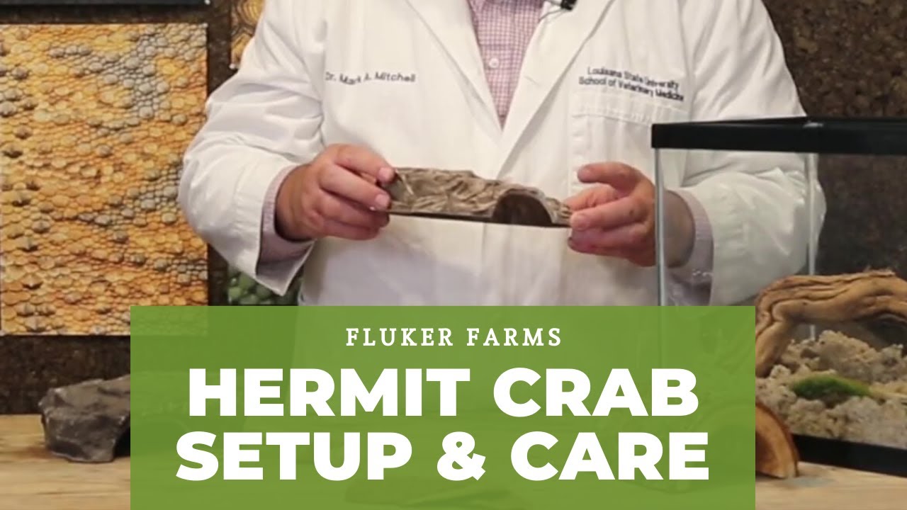Hermit Crab Care And Setup Tutorial Guide Housepetscare