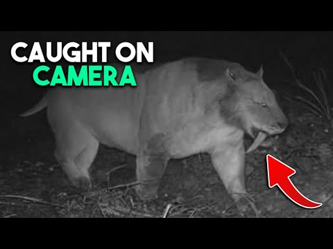 5 Extinct Animals That Were Caught On Camera Youtube