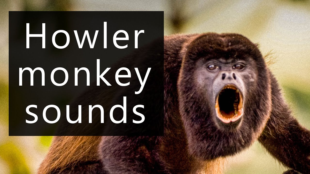 Monkey Jungle Sounds At Elisa Champagne Blog
