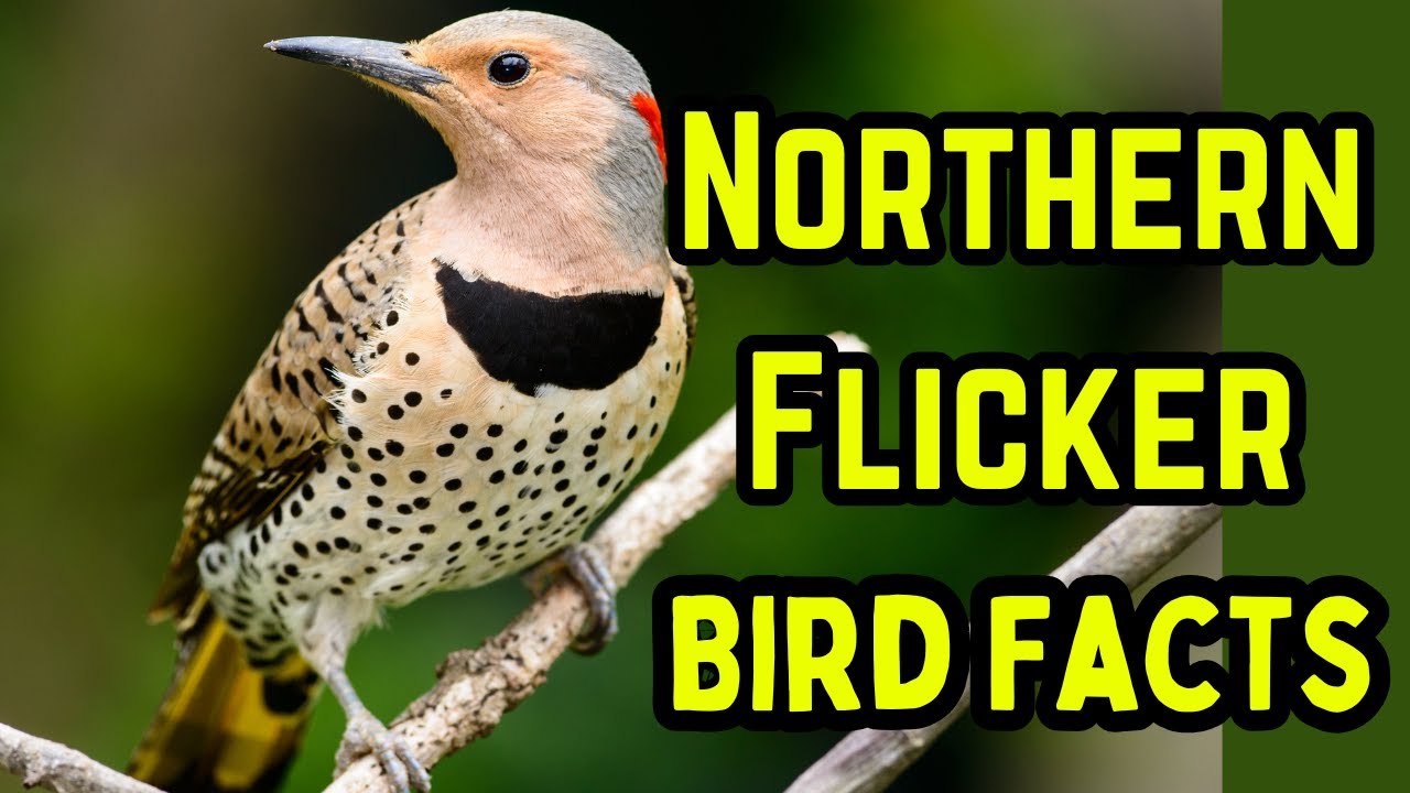 The Yellow Northern Flicker More Than Just A Pretty Bird
