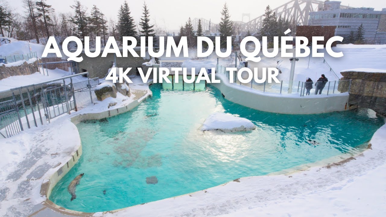 Aquarium Du Québec Visit During Winter 4k Full Video Youtube