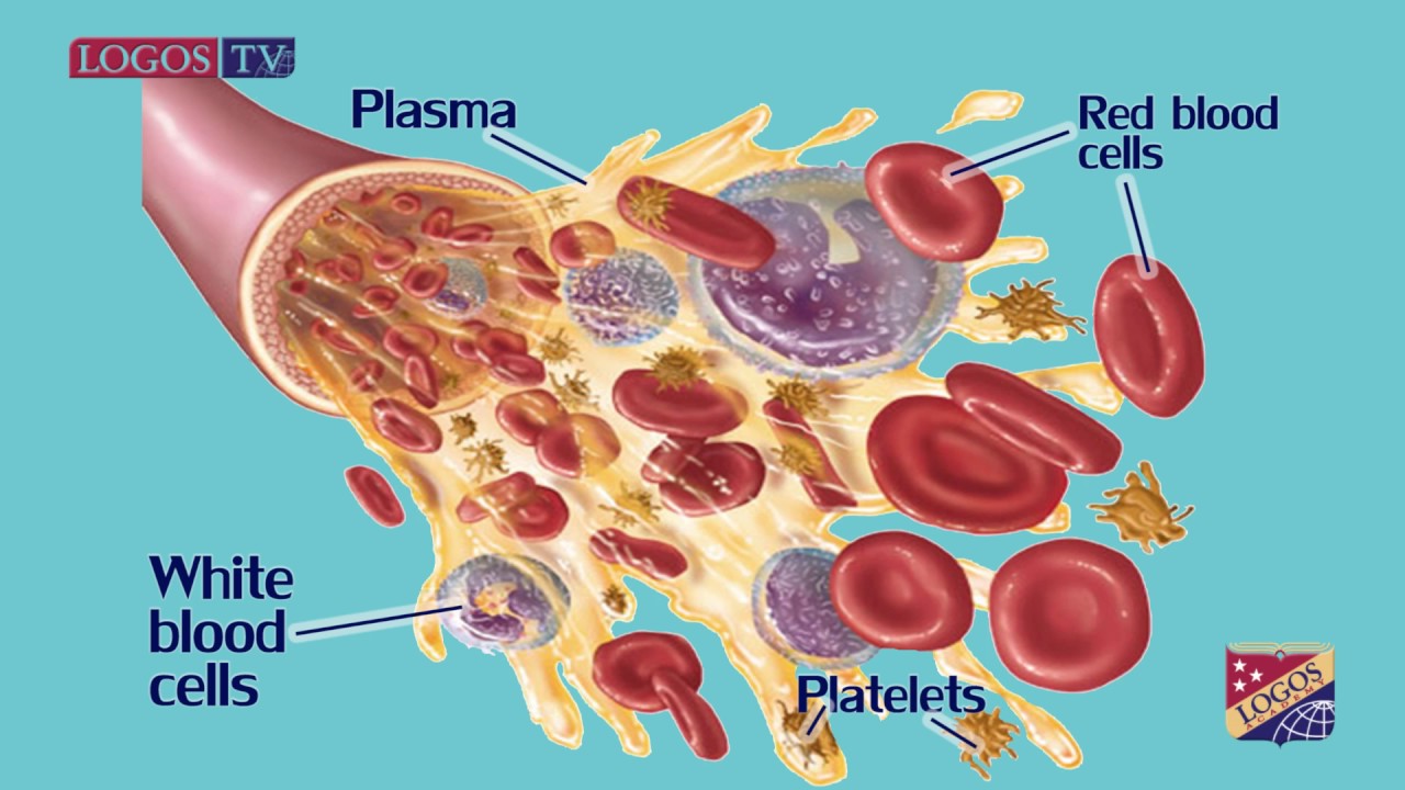 Plasma Circulatory System