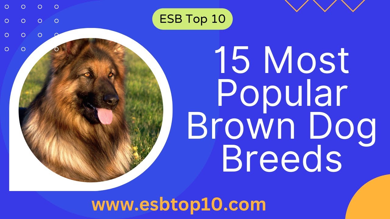 15 Most Popular Brown Dog Breeds Esb Top 10 Dogbreeds Browndog