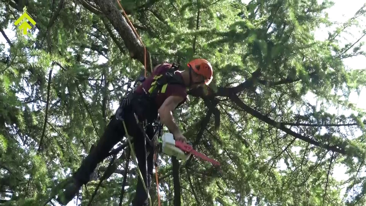 Potatura Cedro Deodara Pruning Of A Deodar Cedar Youtube