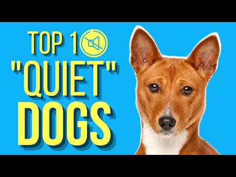 Top Ten Bark Free Dogs Barkless Dog Breeds Video